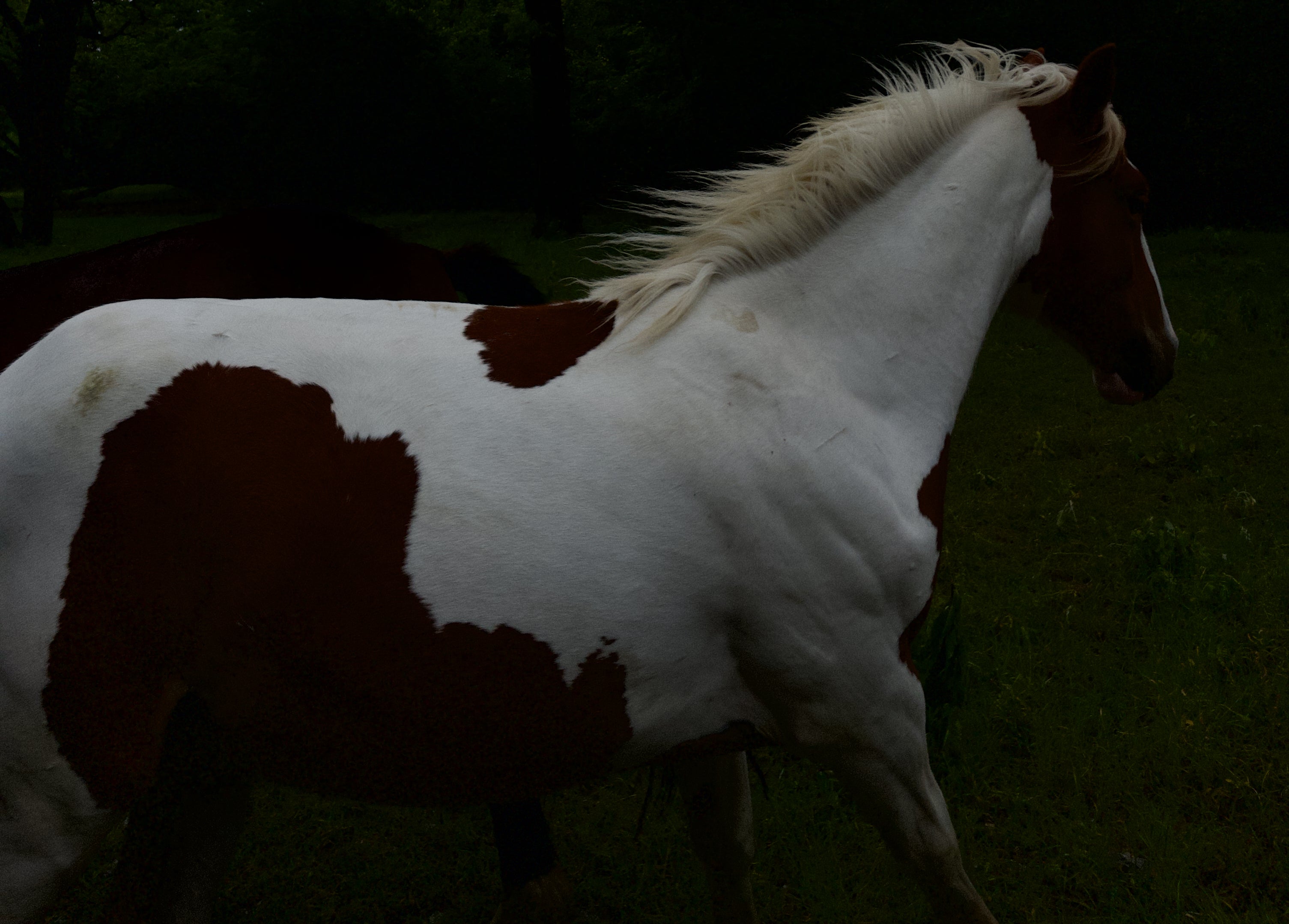 Exploring the Miss Cowboy World: How Horses Bring Us Together – Miss ...